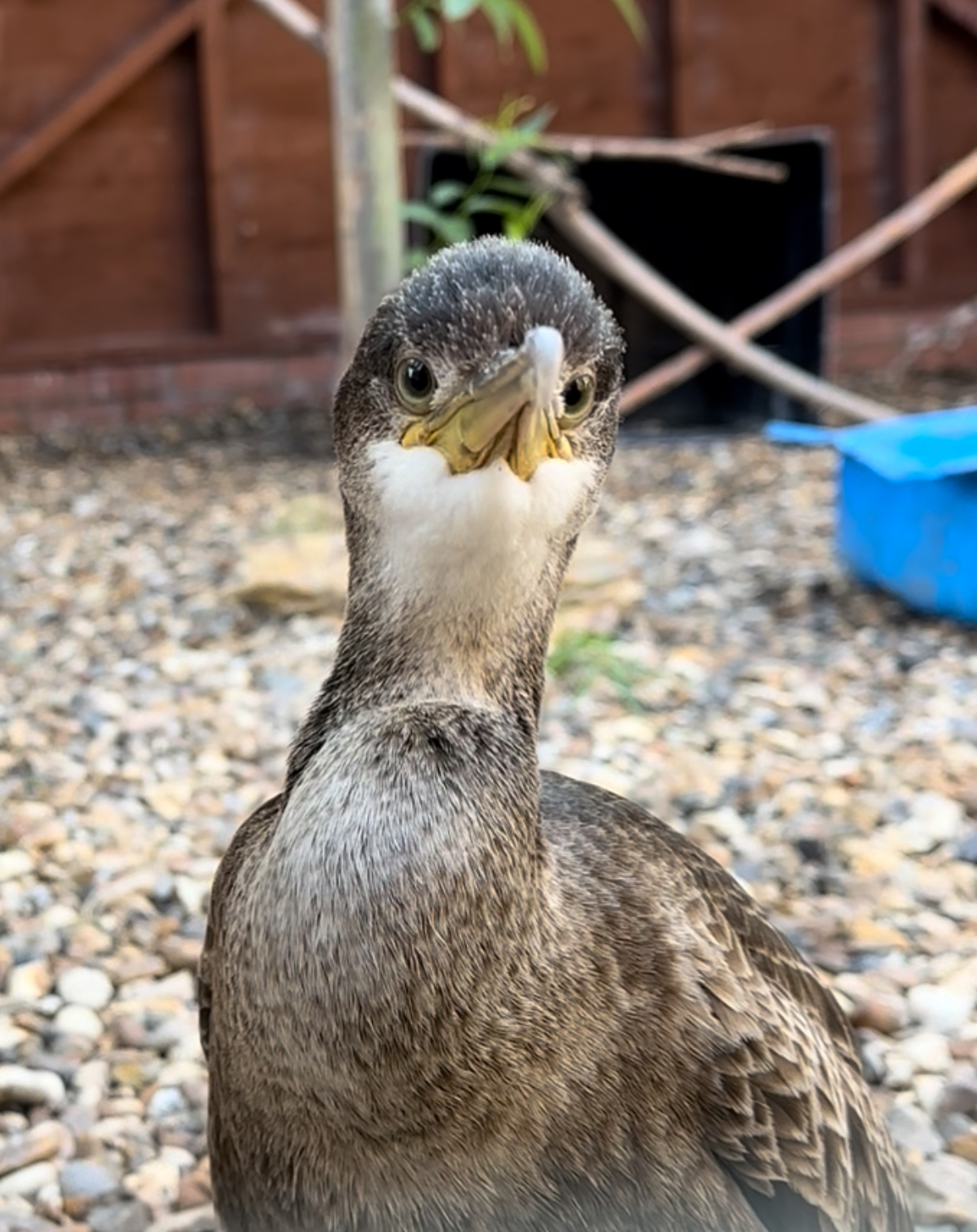 Rocky the rescued shag - Tiggywinkles
